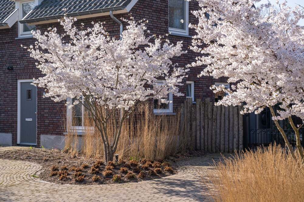 Tree of the Month: Prunus ‘The Bride’ | Ebben Tree Nursery
