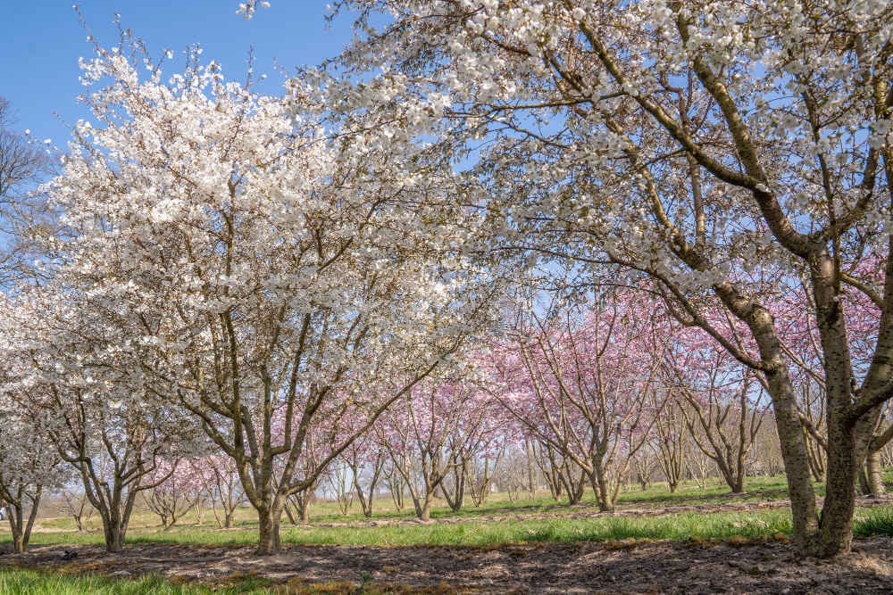 Boom van de maand: Prunus ‘The Bride’ | Ebben Tree Nursery